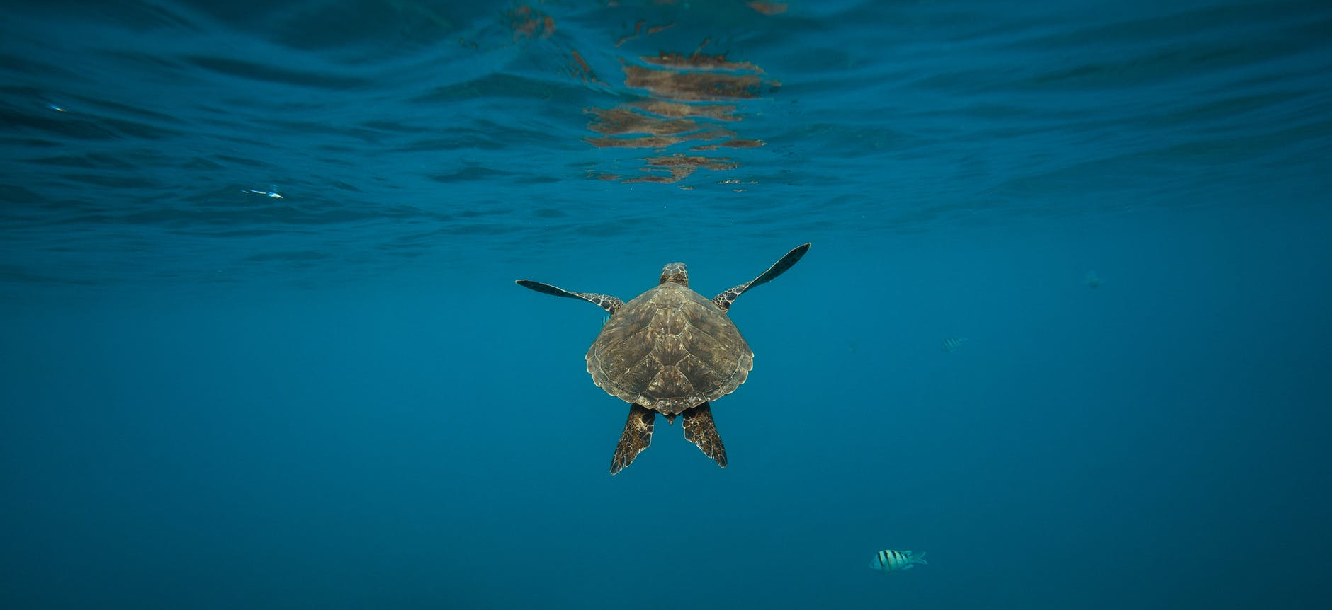 Bahrain’s favourite Dive Sites – The Diving Source